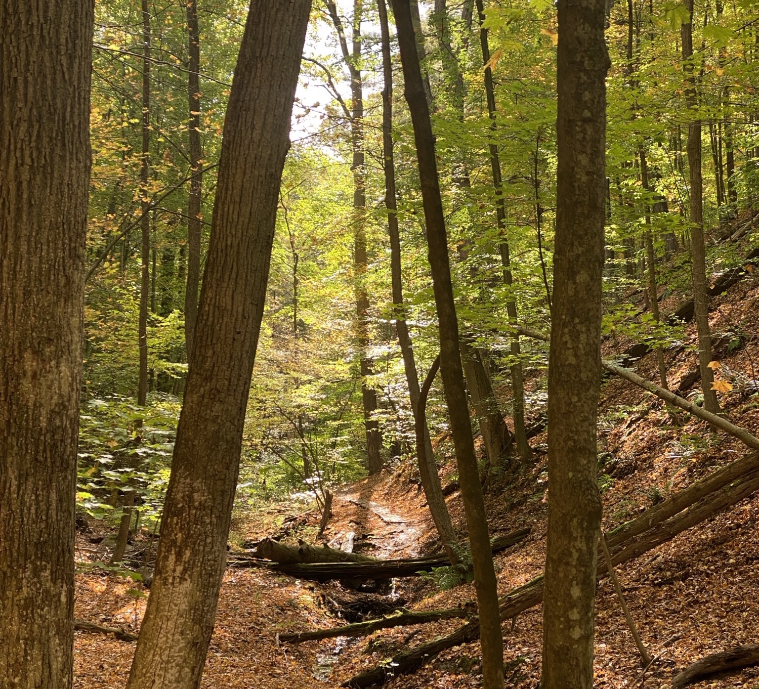 Align Rochester Pricing | Official Website of Align Rochester Fitness